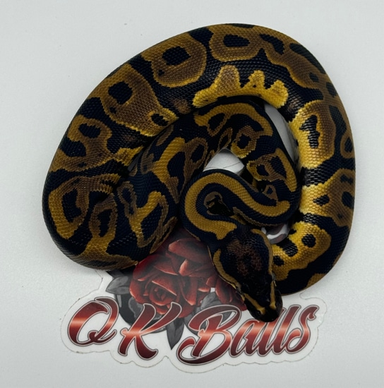 Leopard Ball Python by OKBALLS