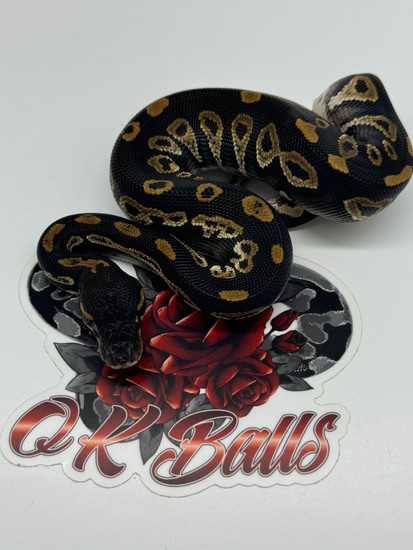 Blackhead Phantom Or Mojave Ball Python by OKBALLS