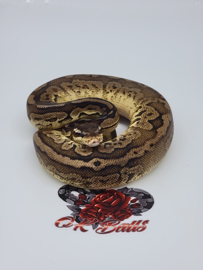 Pewter Sandblast 100% Het Pied Ball Python by OKBALLS