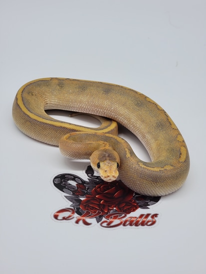 Mimosa Ball Python by OKBALLS