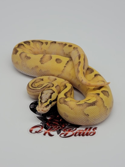 Pastel Disco Inferno Enchi Het Hypo Ball Python by OKBALLS