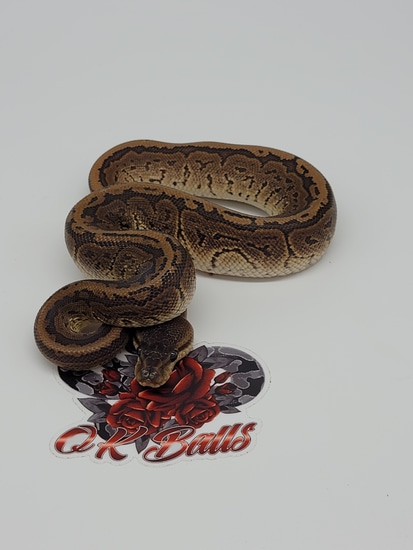 Cinnamon Pinstripe Ball Python by OKBALLS
