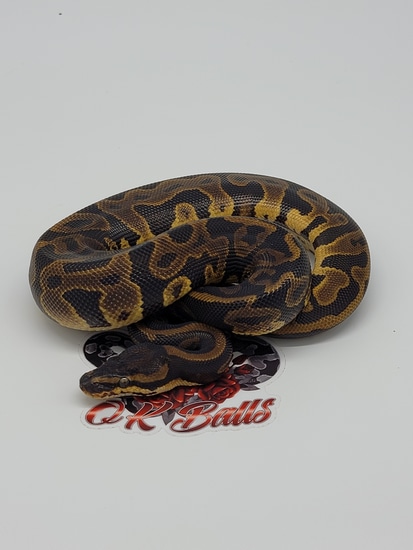 Leopard Ball Python by OKBALLS