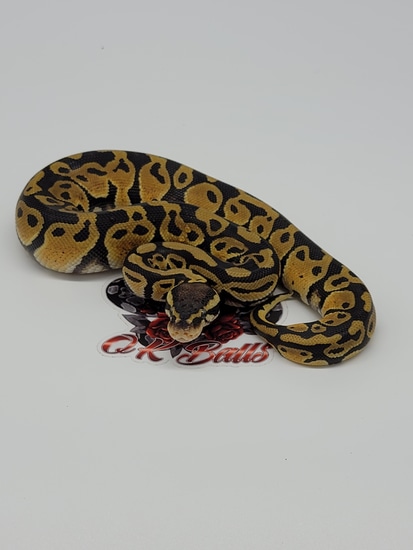 Pastel 66% DH Hypo Tsk 50% Het Hypo Ball Python by Okballs