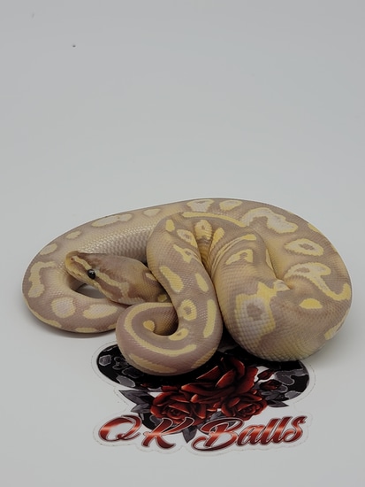 Banana Pastel Mojave Sugar Ball Python by OKBALLS