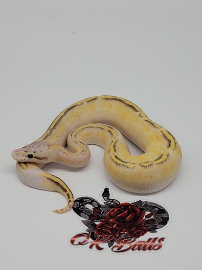 Pastel Highway Ball Python by OKBALLS