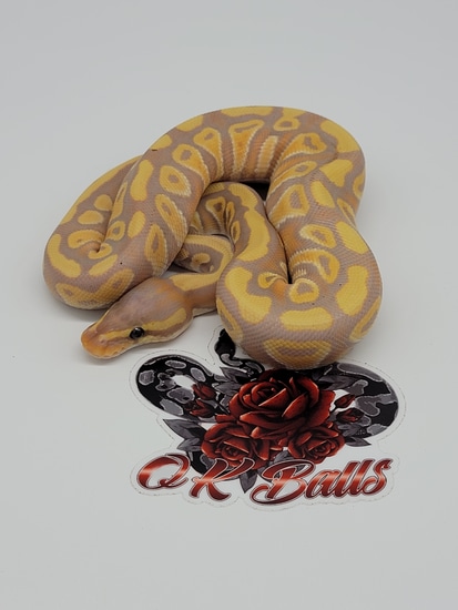 Banana Phantom Het Clown Ball Python by OKBALLS