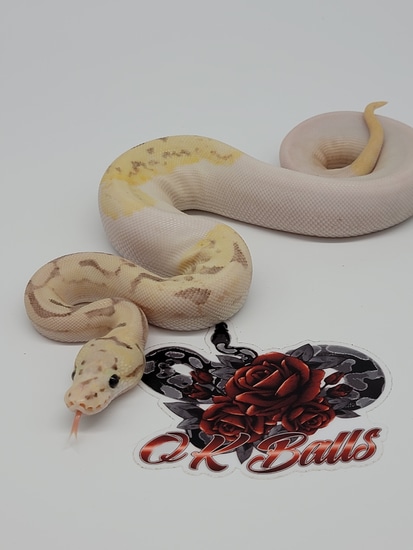 Pastel Disco Inferno Spider Hypo Ball Python by OKBALLS