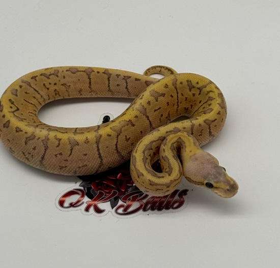 Pastel Fire Pinstripe Hypo Ball Python by OKBALLS
