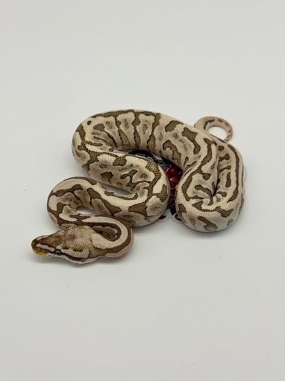 0.1 Spotnose Bamboo Leopard Dg Ball Python by OKBALLS