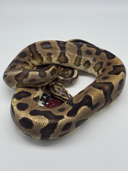 Leopard Yb Fire Ball Python by OKBALLS