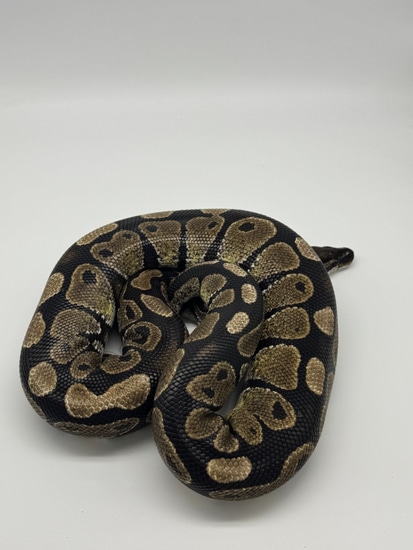 Tsk Axanthic Ball Python by OKBALLS