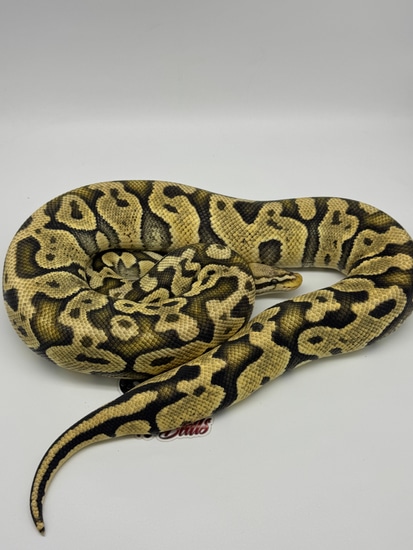 Pastel Ghost Ball Python by OKBALLS