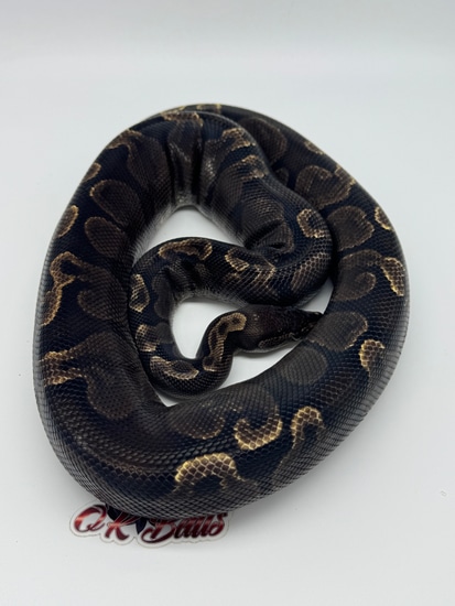 Ghi Chocolate Ball Python by OKBALLS