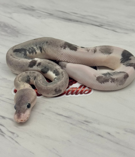 Urban Camo Ball Python by OKBALLS