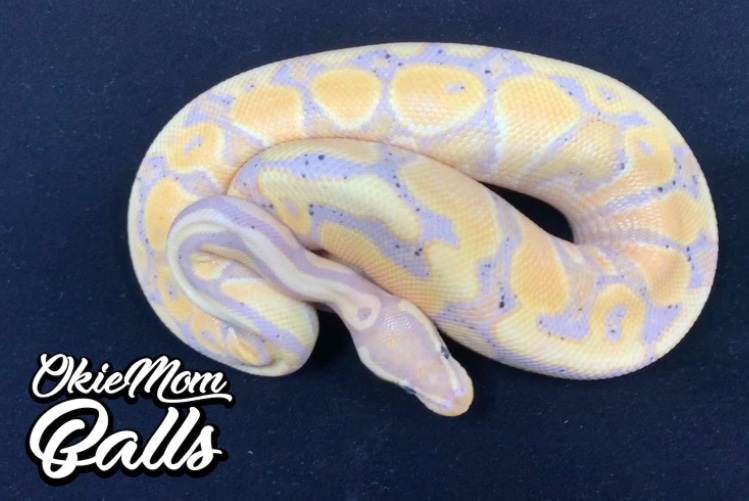 Banana Het Clown Het Pied Ball Python by OkieMom Balls - MorphMarket
