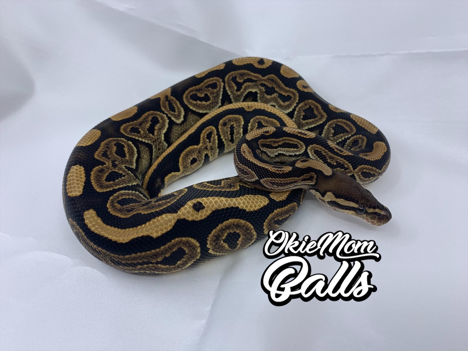Black Pastel Het Candy Ball Python by OkieMom Balls - MorphMarket