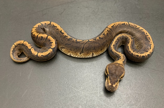 *RTB, Free Shipping* Chocolate GHI Pin Ball Python by OkieMom Balls