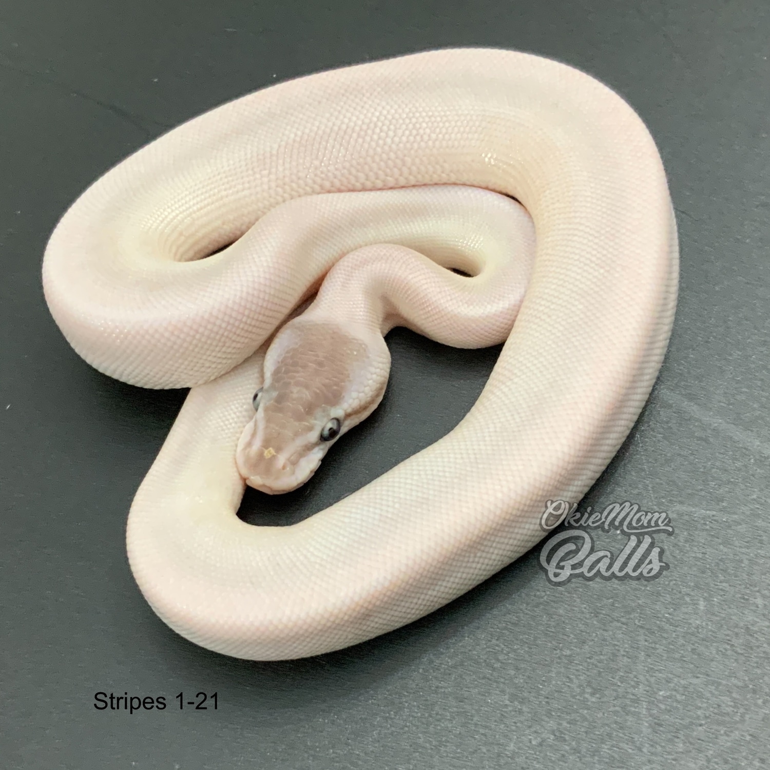 Mojave Mystic Het Pied Possible Cinnamon **FREE SHIPPING** Ball Python ...