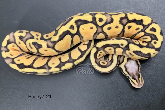 Super Pastel Spark Ball Python by OkieMom Balls