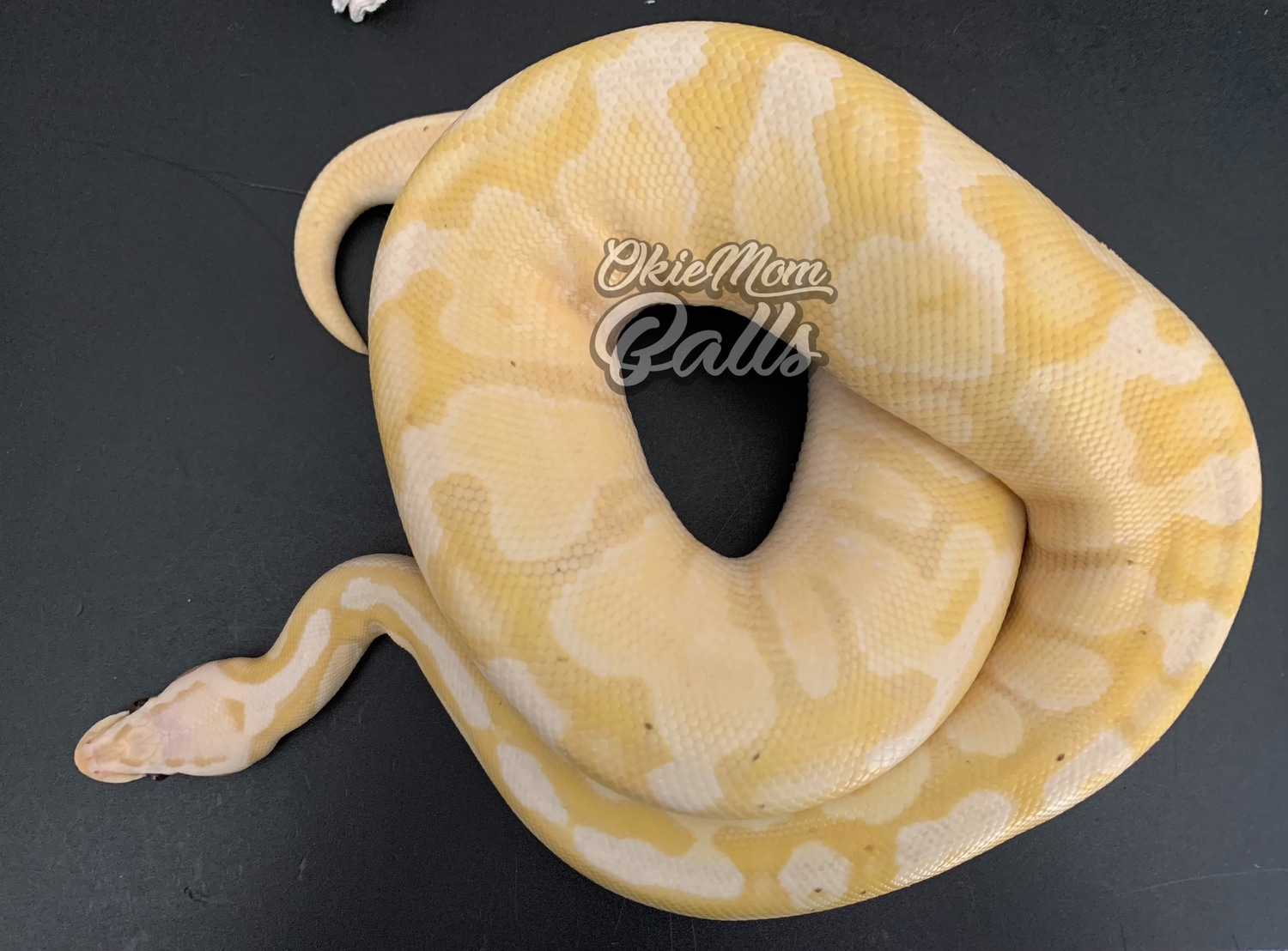 *RTB* Banana Firefly Female **FREE SHIPPING** Ball Python by OkieMom ...