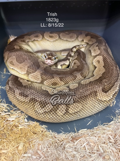 Proven Breeder Butter Pewter Het Clown - Shipping Included Ball Python ...