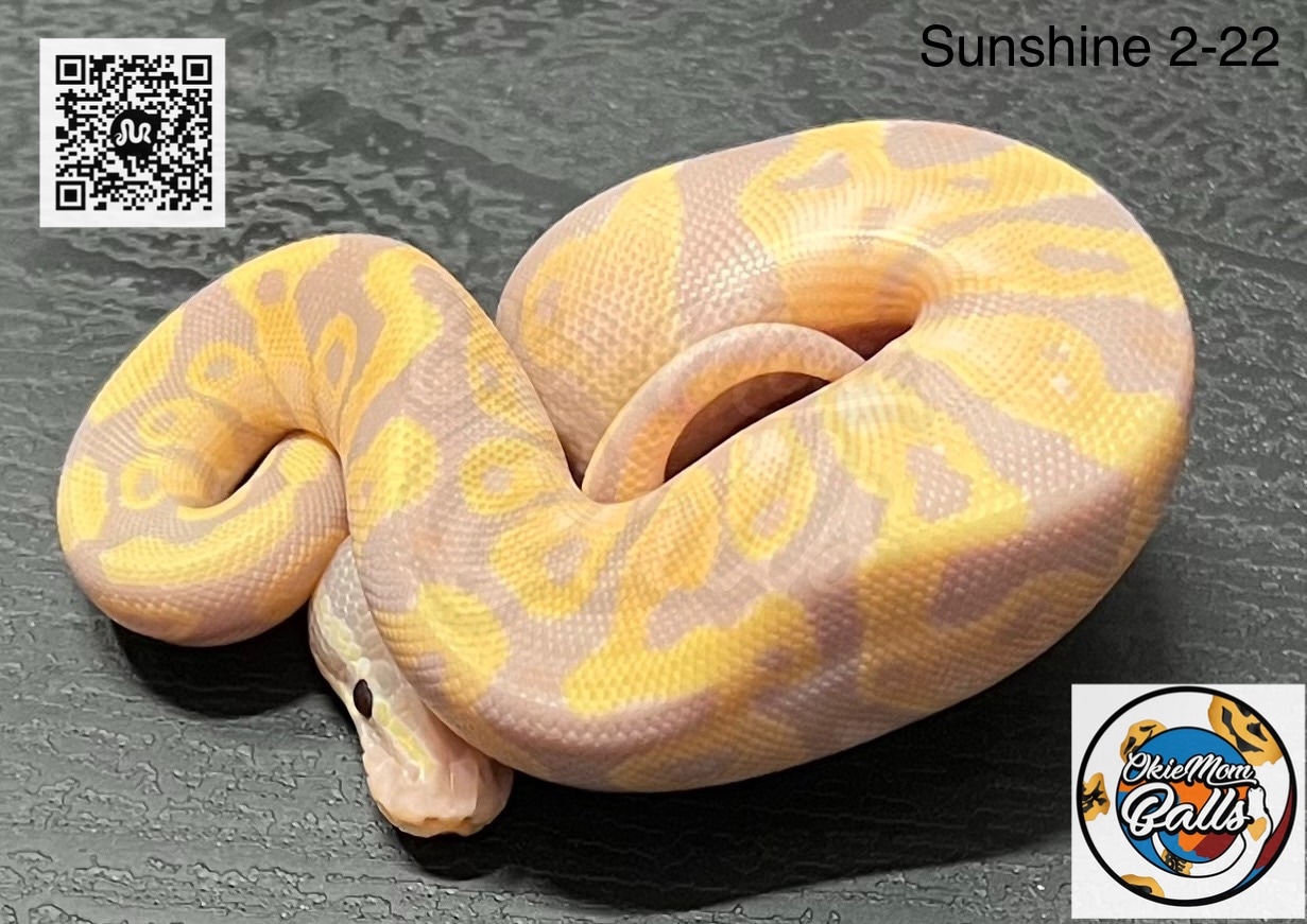 Super Banana Het Clown - Shipping Included Ball Python by OkieMom Balls ...