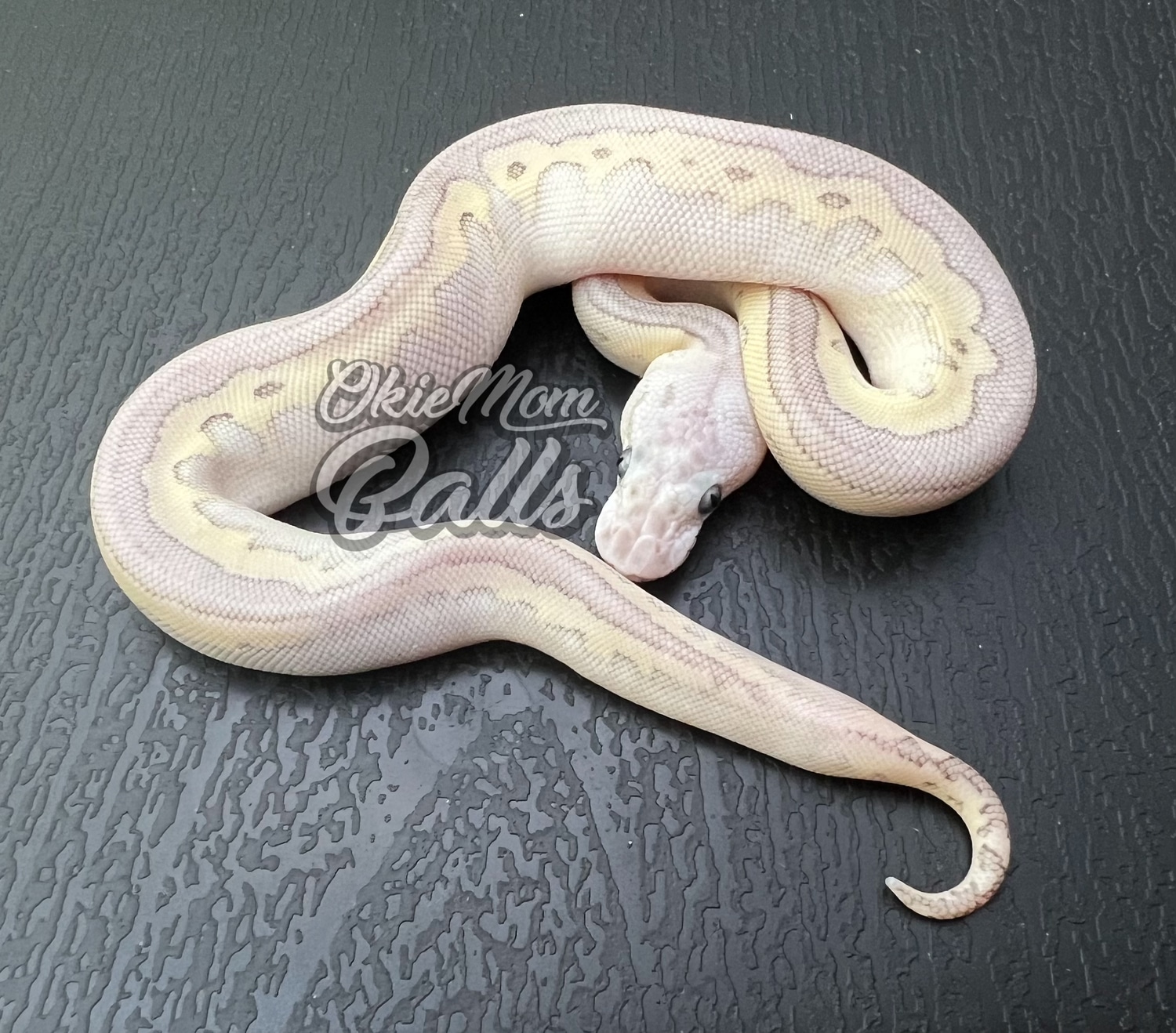 Butter Pewter Clown Ball Python by OkieMom Balls - MorphMarket