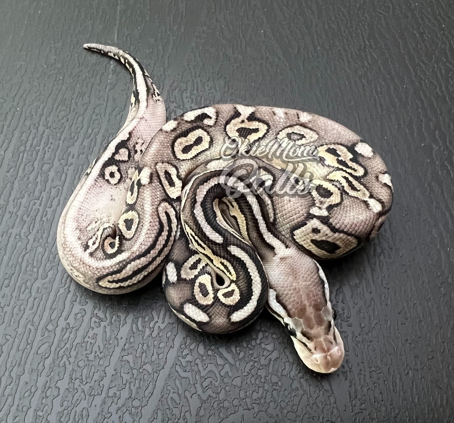 Pewter Het Clown Paradox Ball Python by OkieMom Balls - MorphMarket