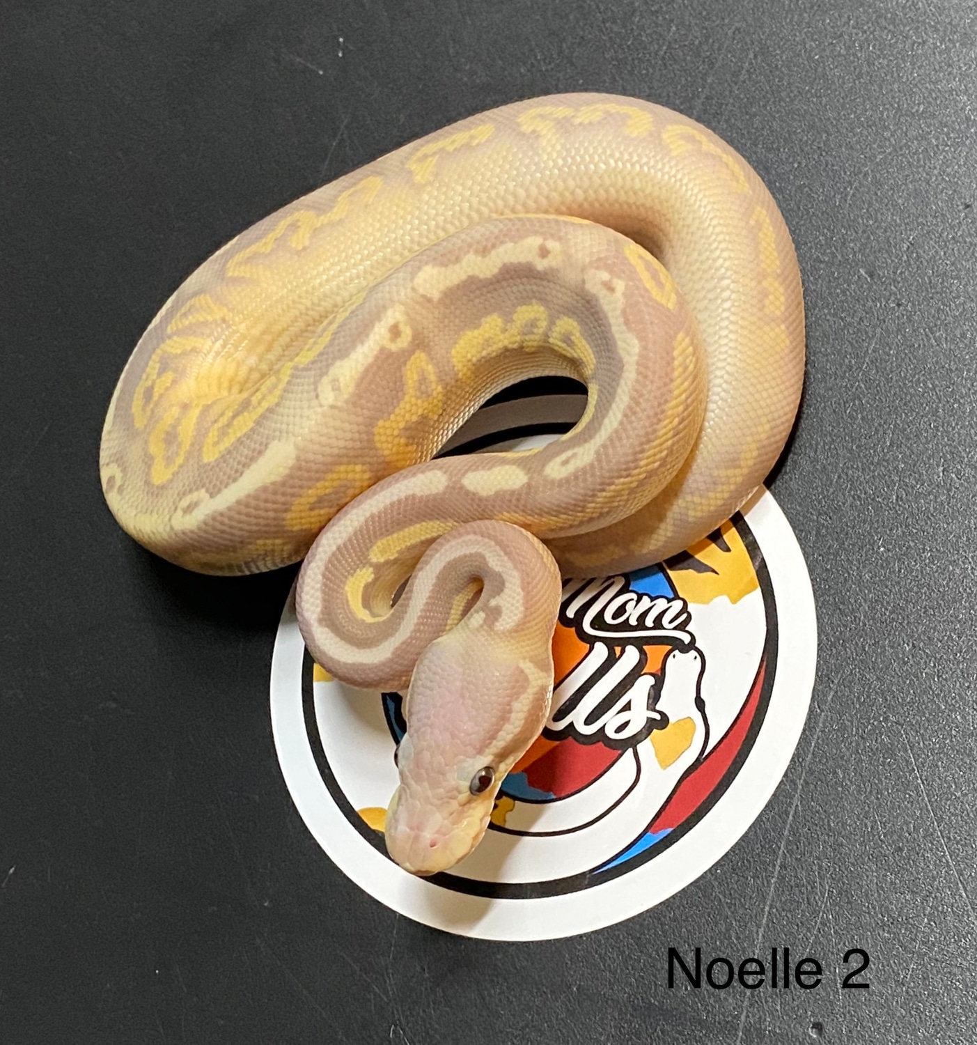 Banana Black Pastel Mojave Pastel Spark Poss Het Clown Ball Python by ...