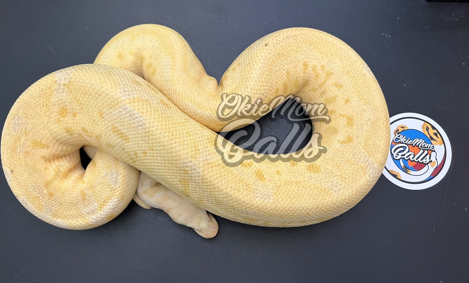 Super Pastel Banana Clown Ball Python by OkieMom Balls - MorphMarket