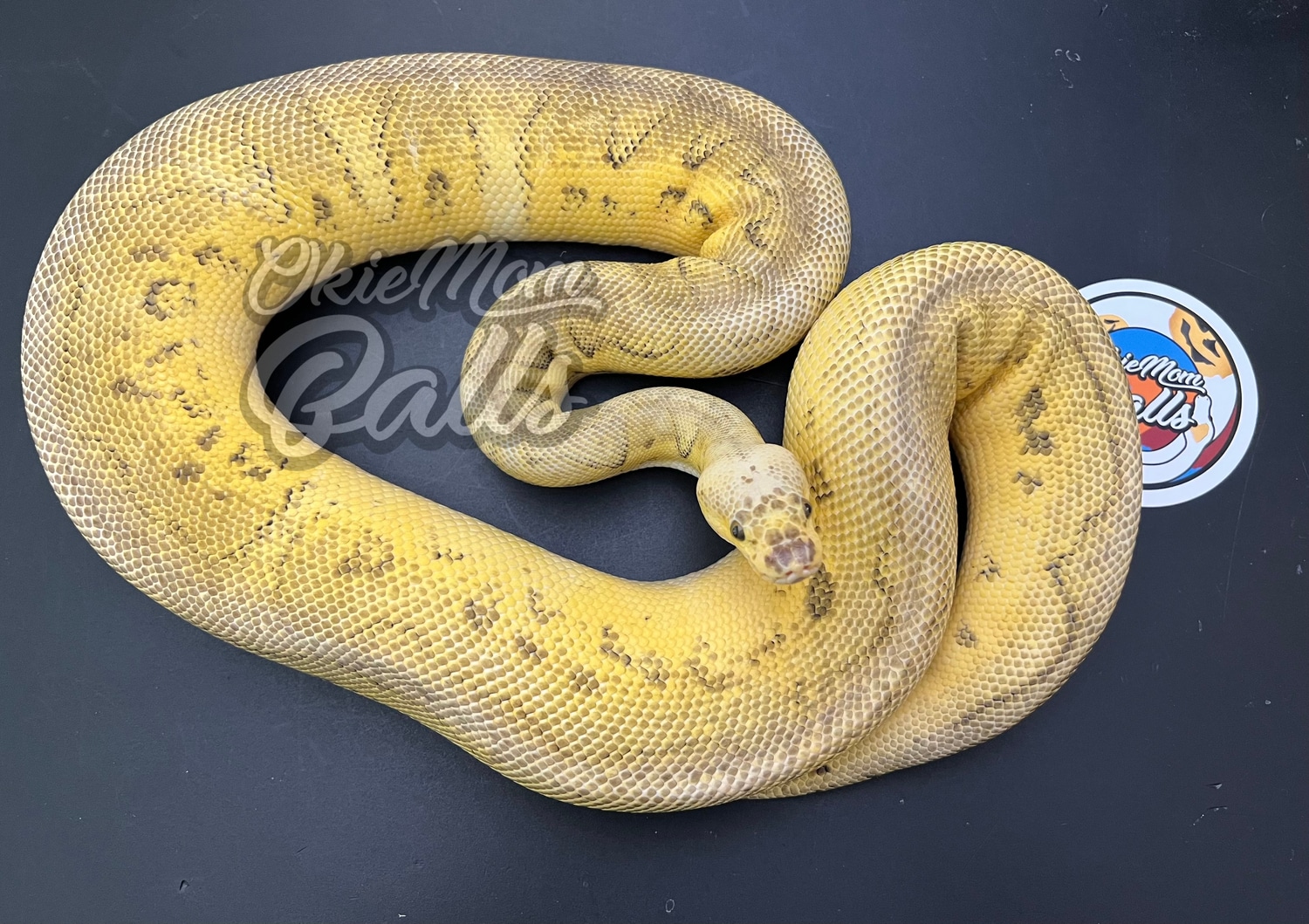 Super Pastel Clown Het Pied Proven Breeder Ball Python by OkieMom Balls ...