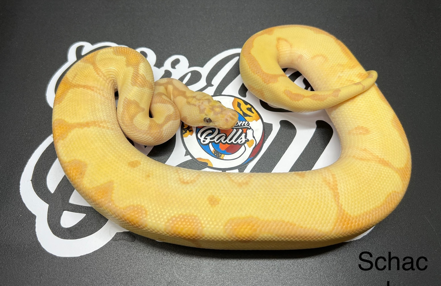 *RTB, Free Shipping* Banana (Female Maker) Enchi Pastel Clown Het Pied ...