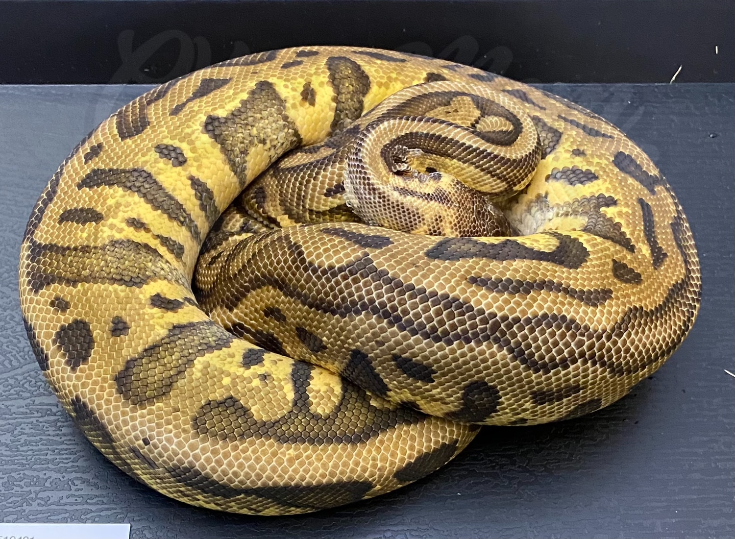 Super Pastel GHI Leopard *Proven Breeder* *Free Shipping* Ball Python ...