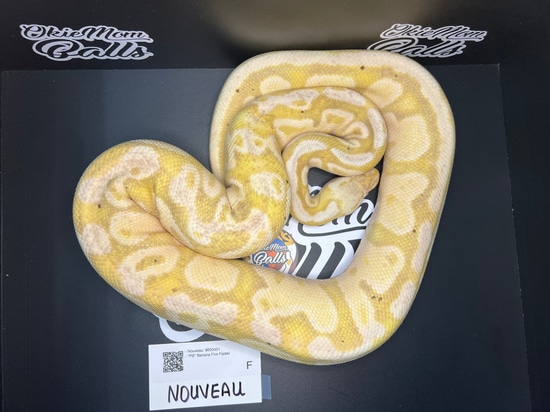 Banana Firefly *Proven Breeder Female* Ball Python by OkieMom Balls