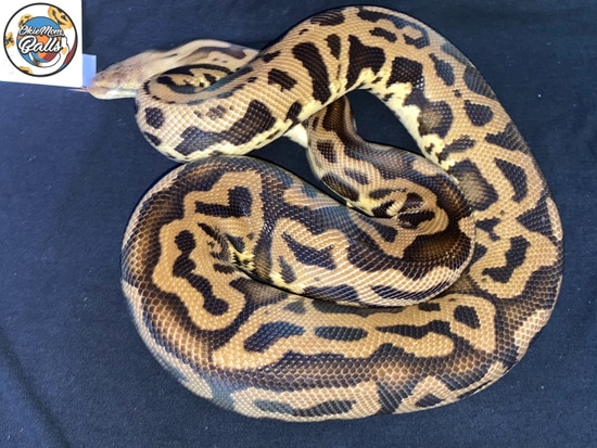 Super Leopard Pastel *RTB* Ball Python by OkieMom Balls