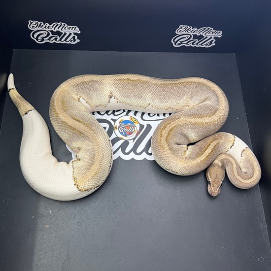 Mojave Pied Poss Dinker *Last Laid 2021* Ball Python by OkieMom Balls
