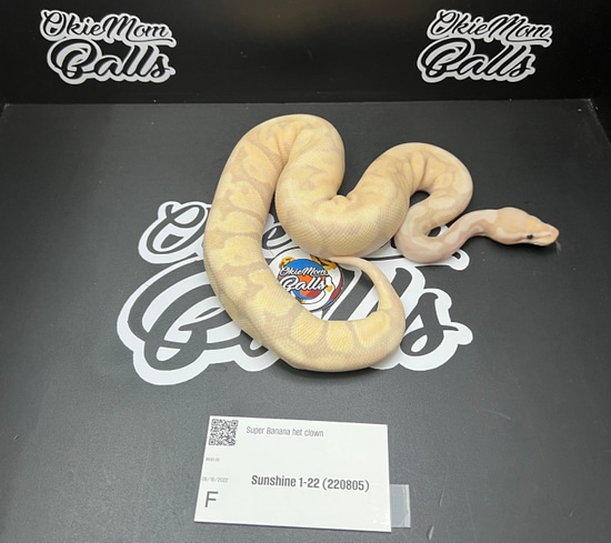 Super Banana Het Clown Ball Python by OkieMom Balls