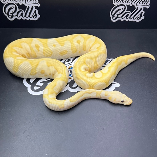 Banana Pastel Spark Clown *RTB* Ball Python by OkieMom Balls