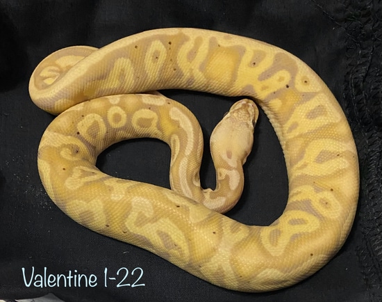 1.2 Clown Pied Project W/Proven Breeder Ball Python by OkieMom Balls