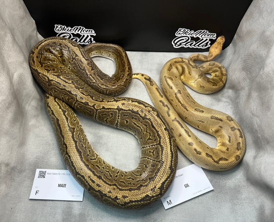 *RTB* 1.0 GHI Leopard Pin Clown AND 0.1 BP Pin (Proven Breeder) Ball ...