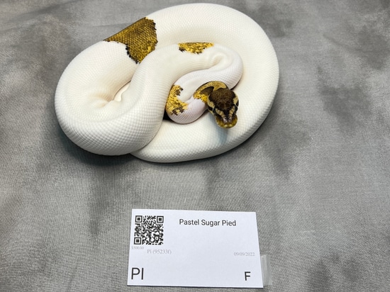 Pastel Sugar Pied Ball Python by OkieMom Balls