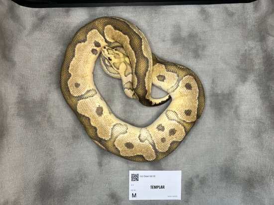 Fire Clown Het Desert Ghost *Proven Breeder* Male Ball Python by ...