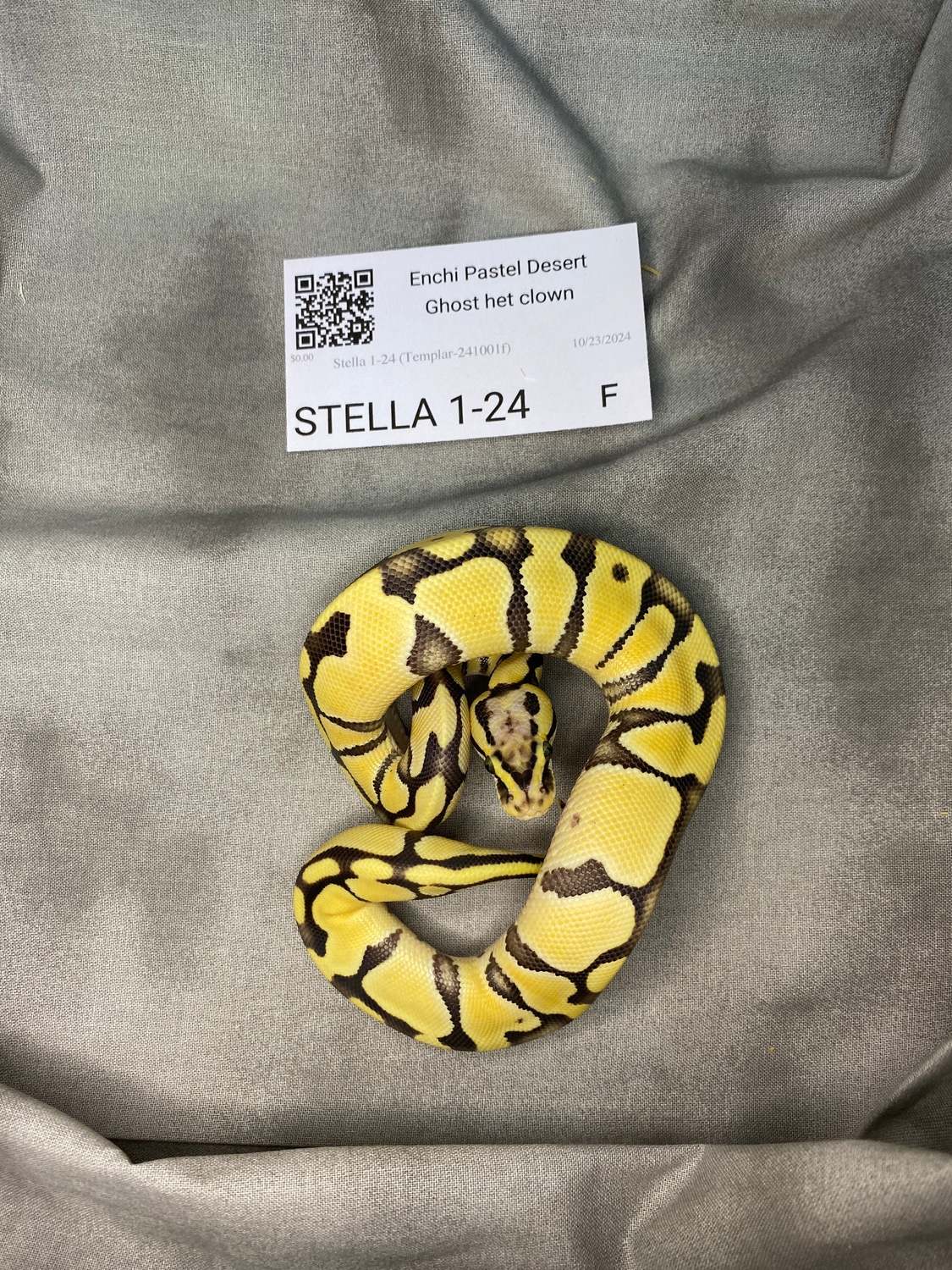 Enchi Fire Pastel Desert Ghost het clown