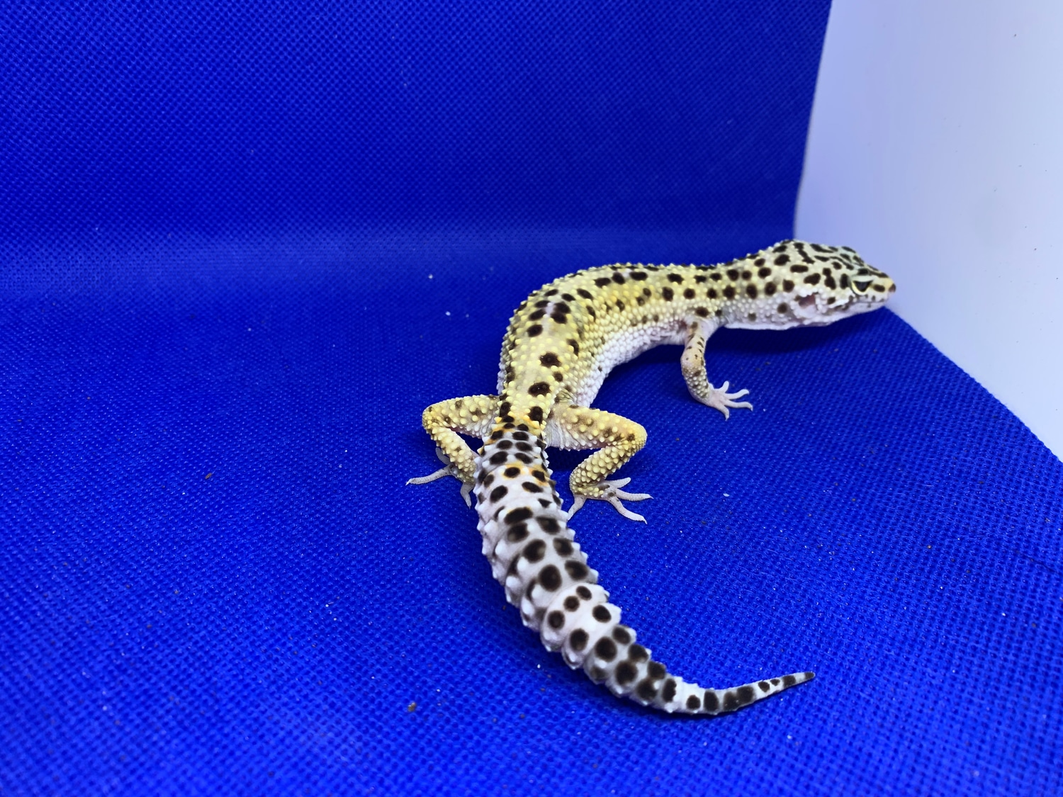 Mack Snow Het Tremper & Eclipse Leopard Gecko by Oklahoma Leos ...