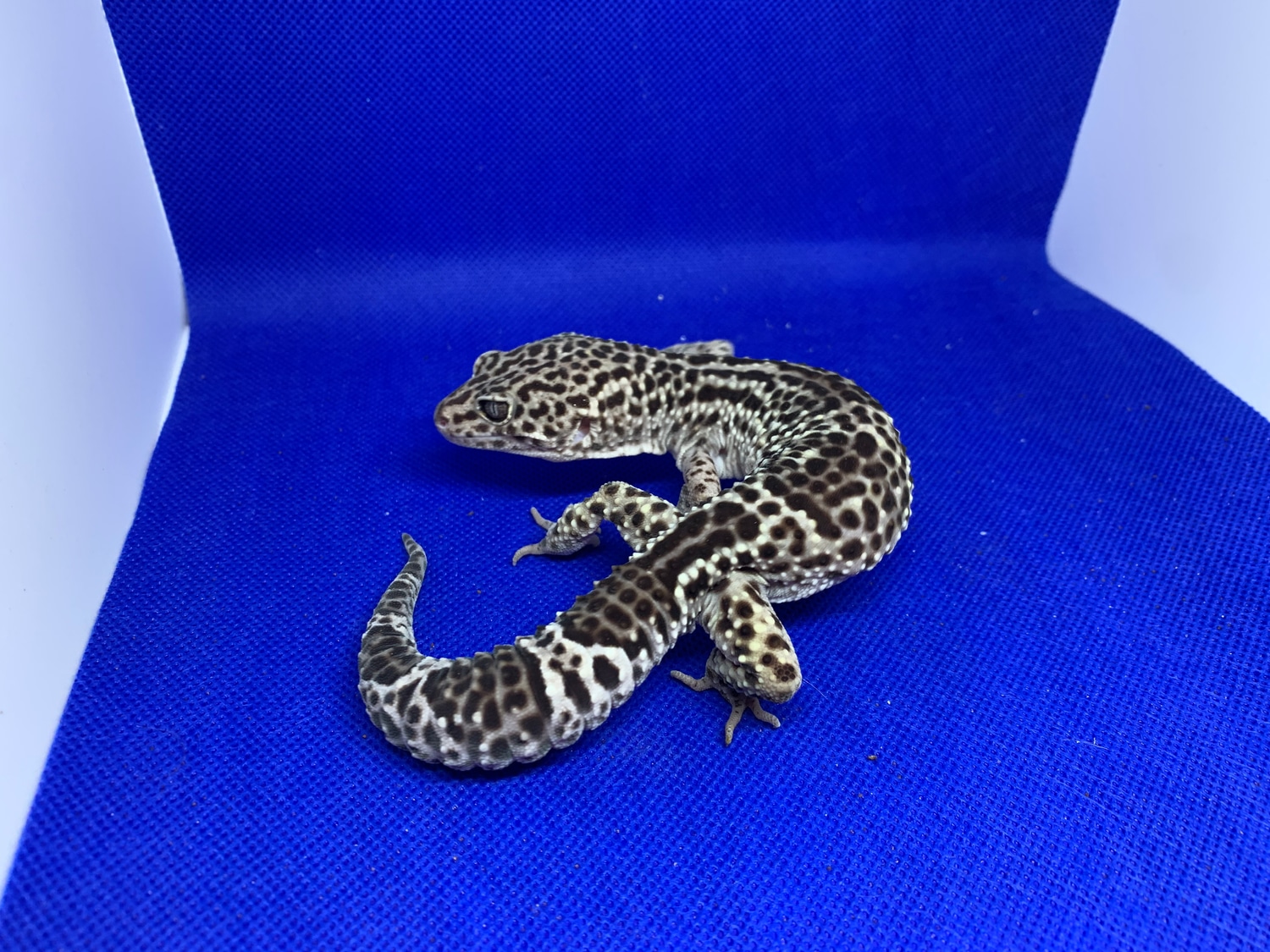 Black Night Mack Snow Poss Het Eclipse Leopard Gecko by Oklahoma Leos ...