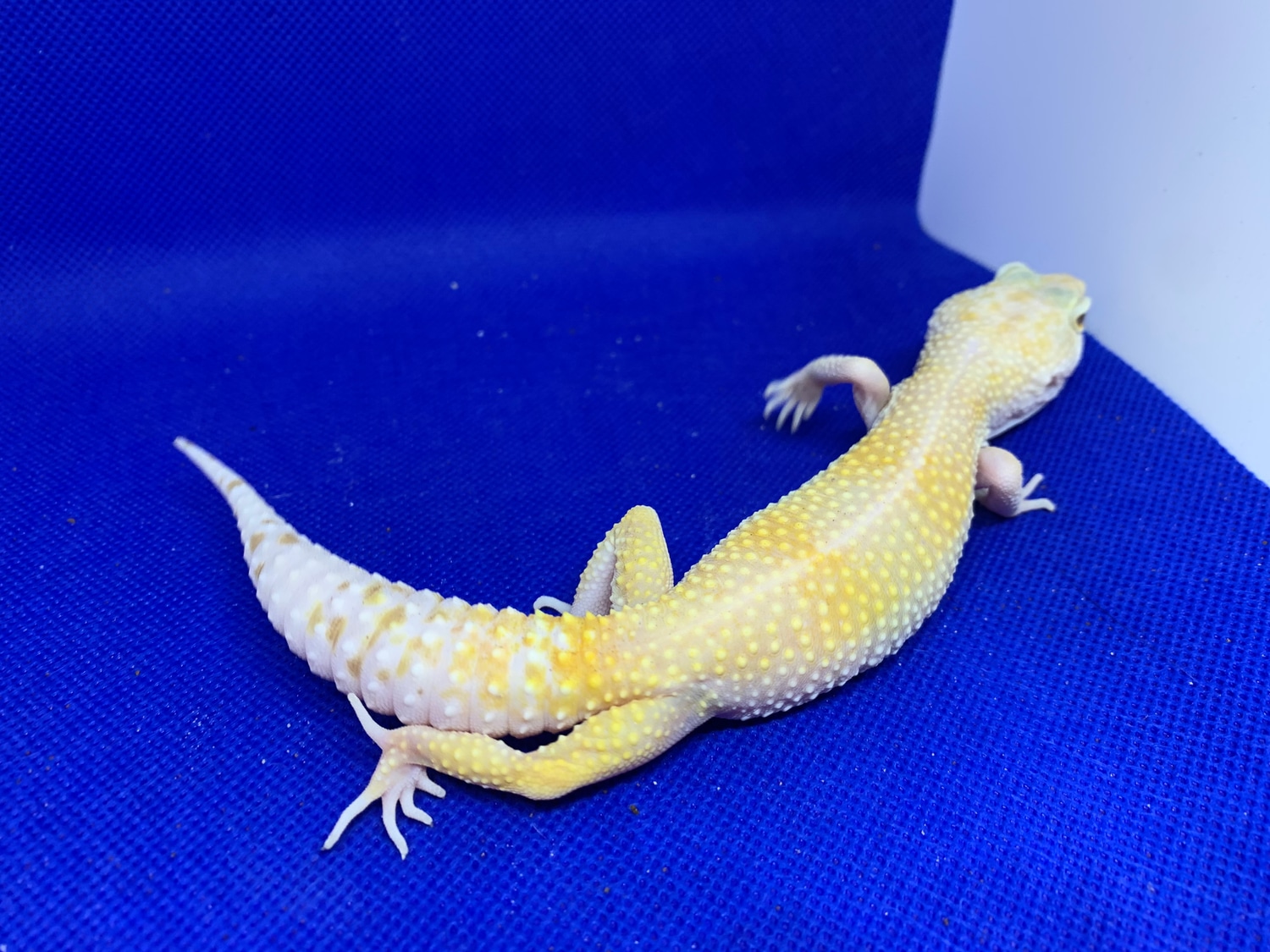 Tremper Sunglow W&Y Leopard Gecko by Oklahoma Leos - MorphMarket