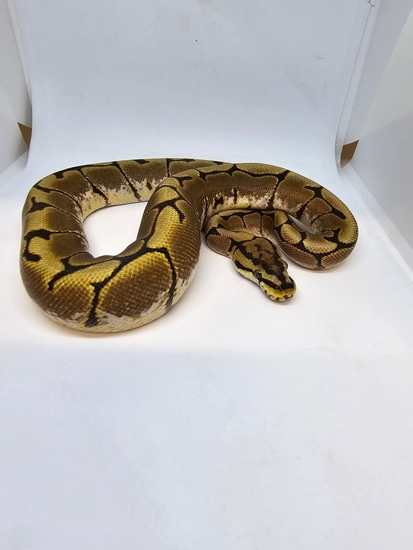 Enchi Spider Ball Python by Ol Brado Exotics