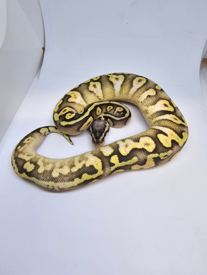 Super Pastel Calico Ball Python by Ol Brado Exotics