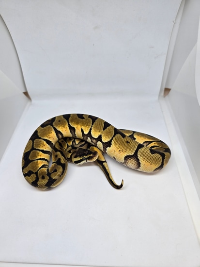 Pastel Enchi Ball Python by Ol Brado Exotics